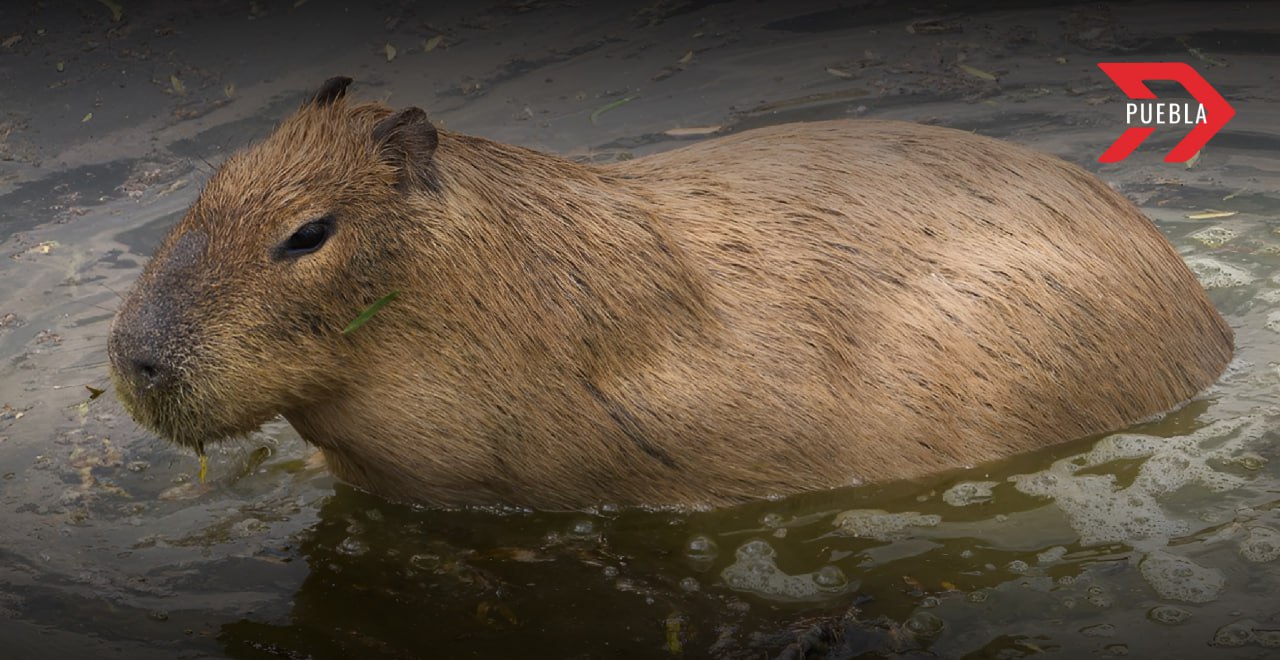 ¿Vas a estudiar en el ITP Puebla? Así puedes asegurar tu lugar con el ...